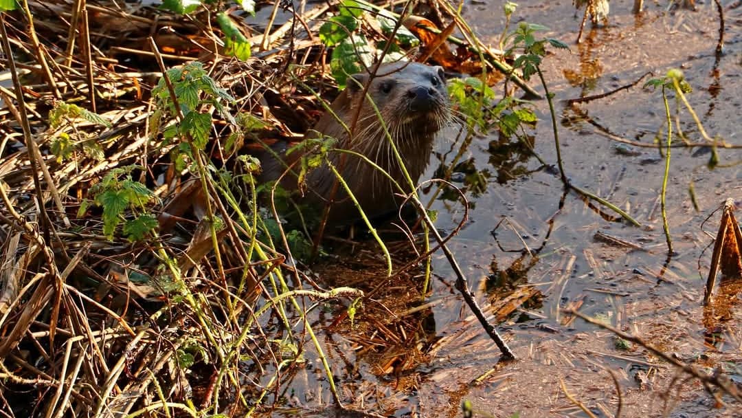 Mike Hitch | Slapton Ley’s changing waters challenge wildlife ...